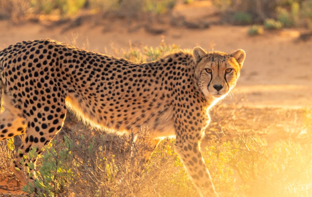 10 fascinating facts about cheetahs - Mad Lab Stories