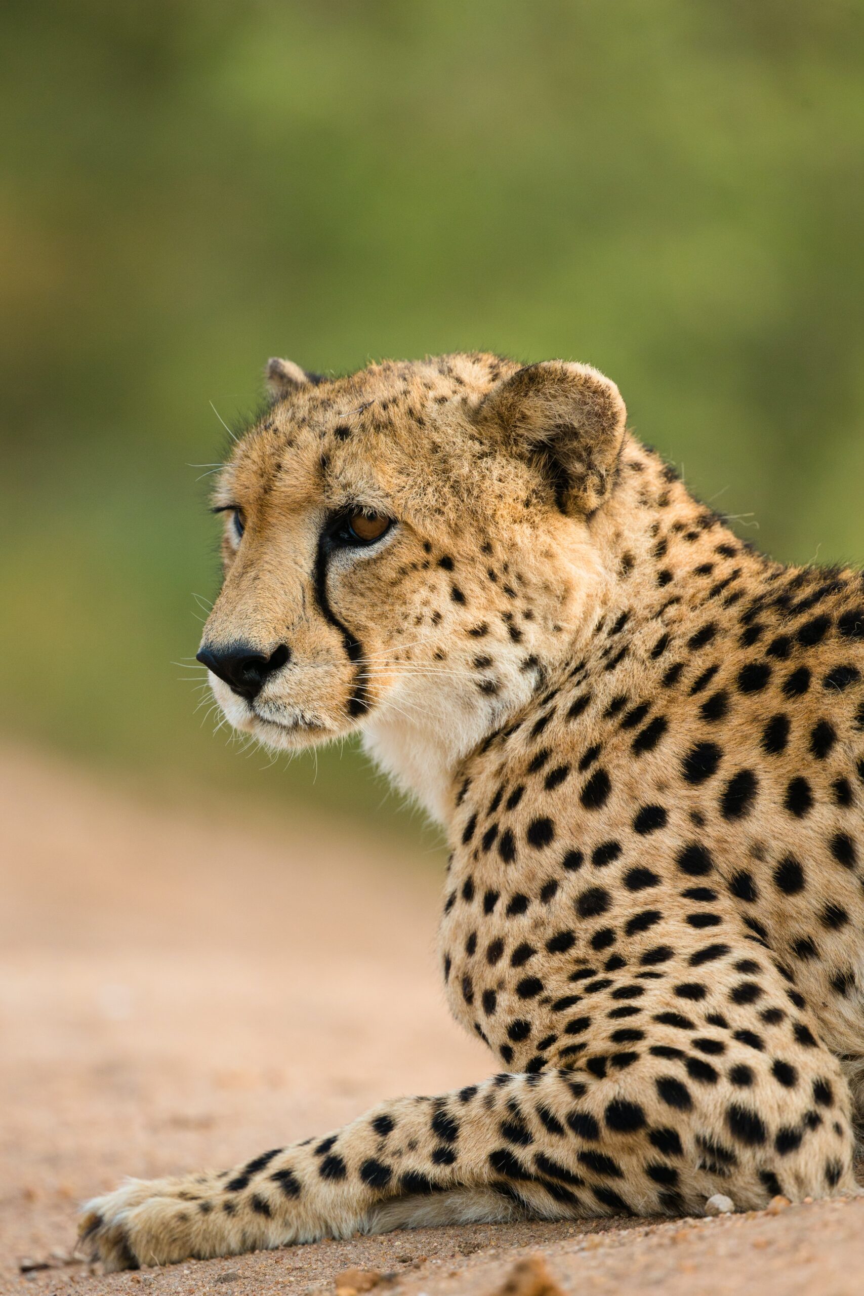10 fascinating facts about cheetahs - Mad Lab Stories