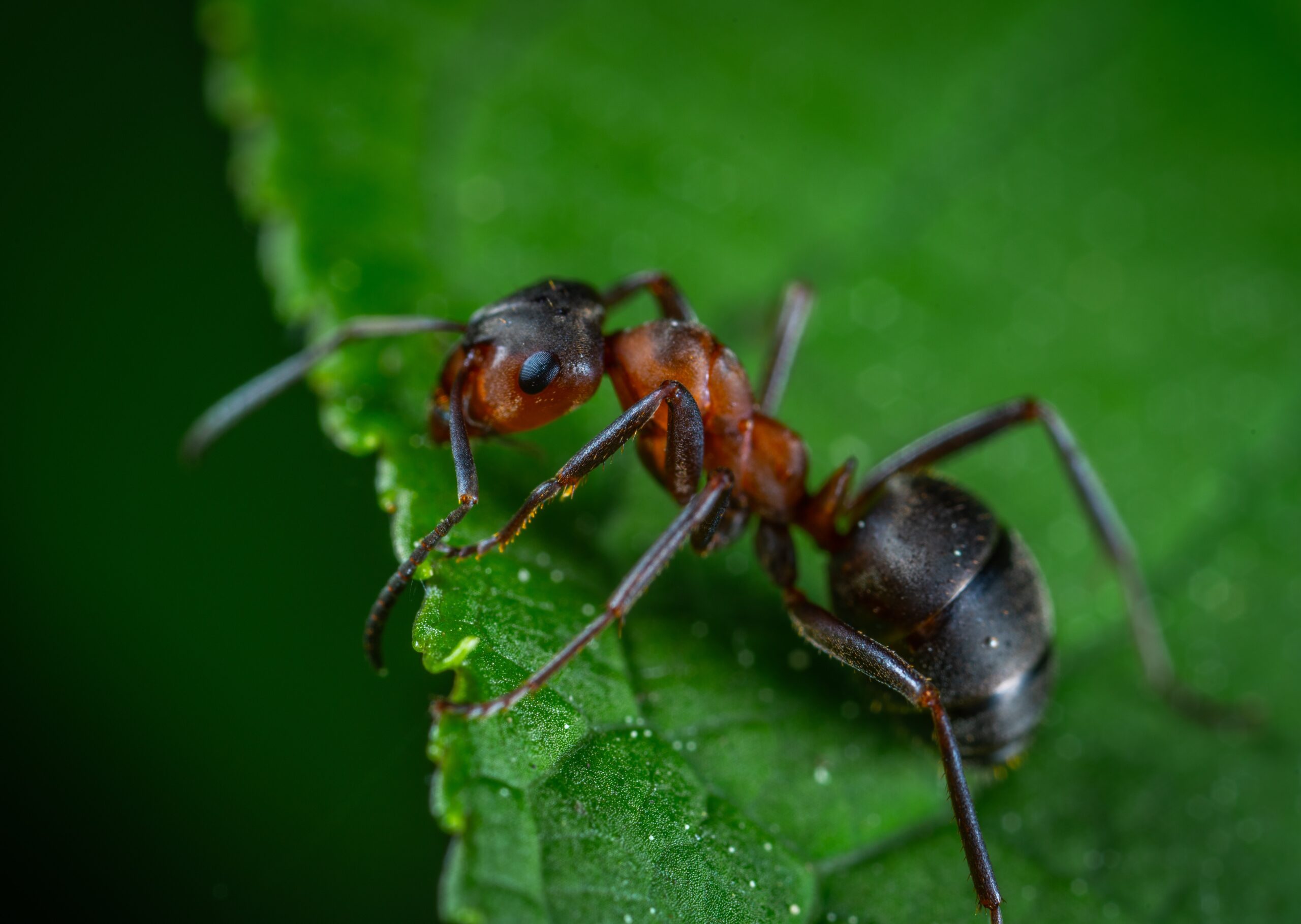 The Weirdest Facts About Ants - Mad Lab Stories