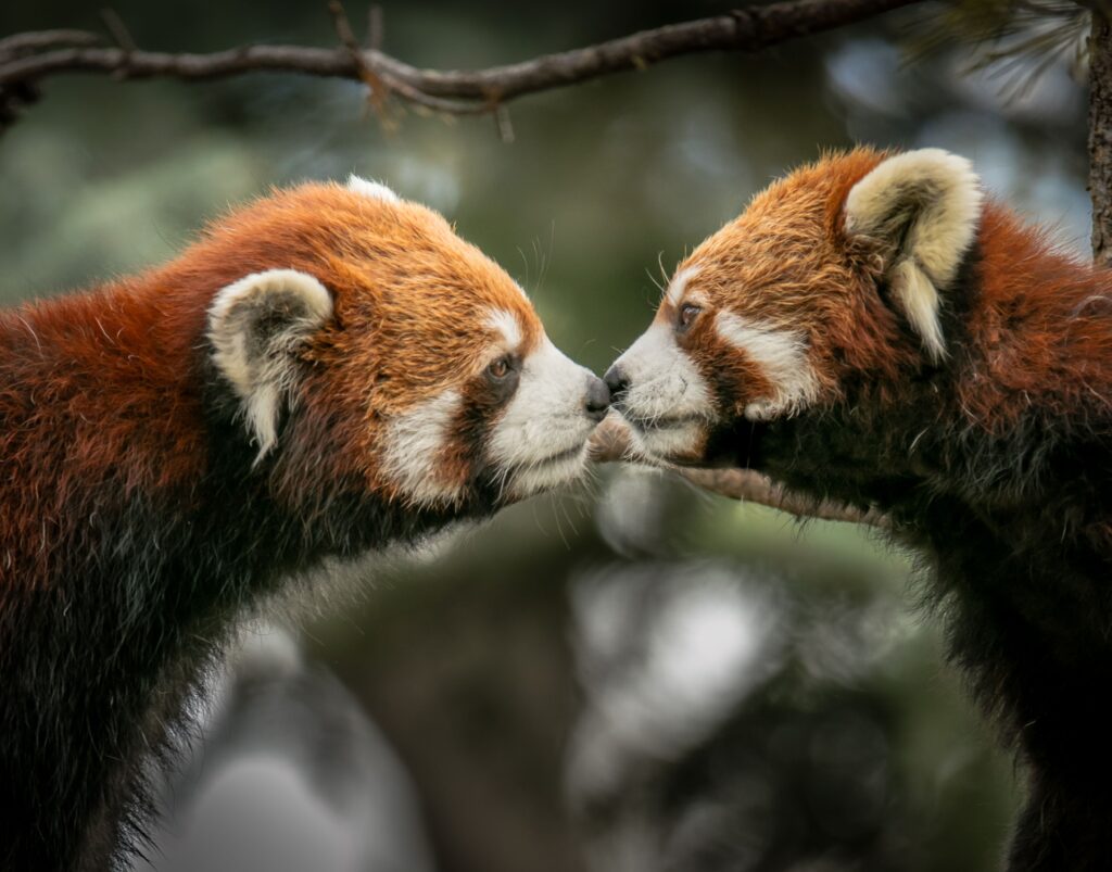 The Fascinating World of Red Pandas - Mad Lab Stories The Fascinating World of Red Pandas - Mad Lab Stories