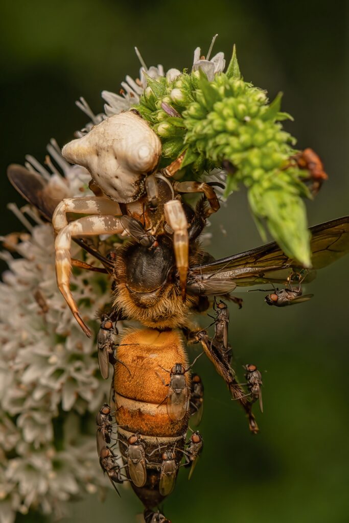 The Thrill of the Hunt: Searching for Rare Flies in Public Toilets ...