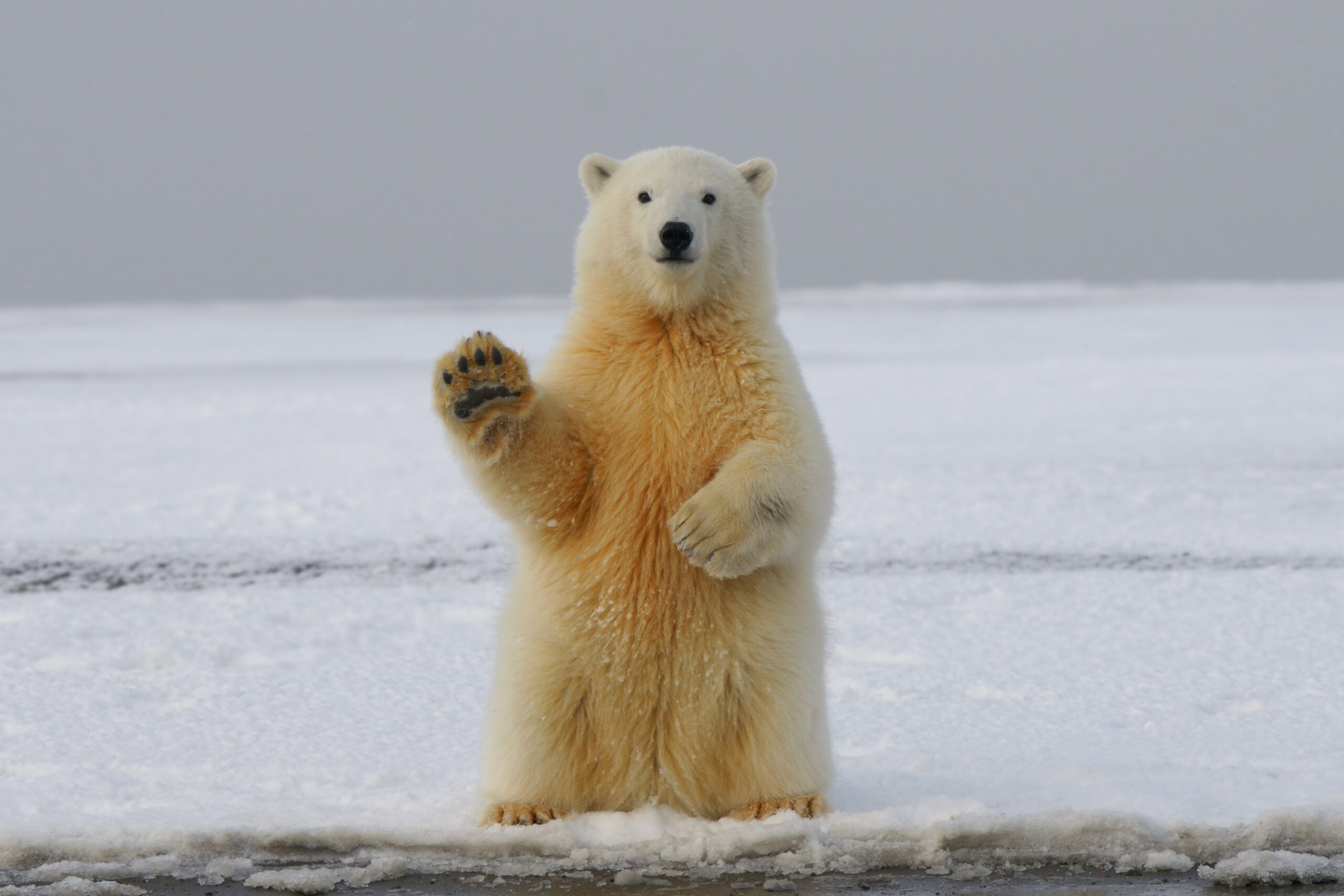 The Surprising Truth About Polar Bear Skin Color: It's Black! - Mad Lab ...